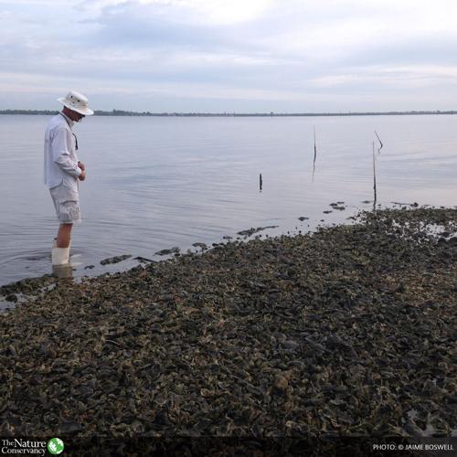 Reef restoration brings big oyster numbers | News Archives | yoursun.com