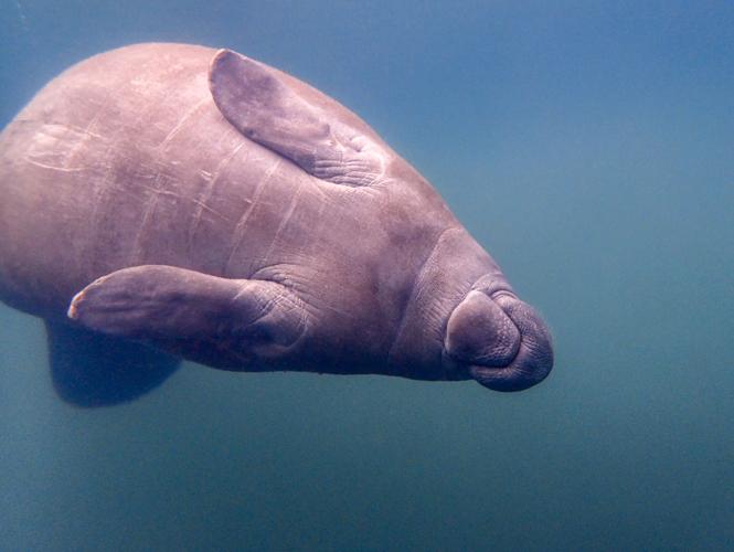 Manatees: Florida’s gentle giants | News Archives | yoursun.com