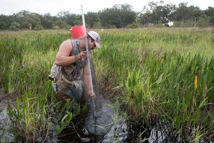 Archbold buys Buck Island Ranch | News | yoursun.com