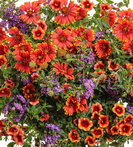 Superbells coral sun adds warmth to garden with flaming color | Daily ...