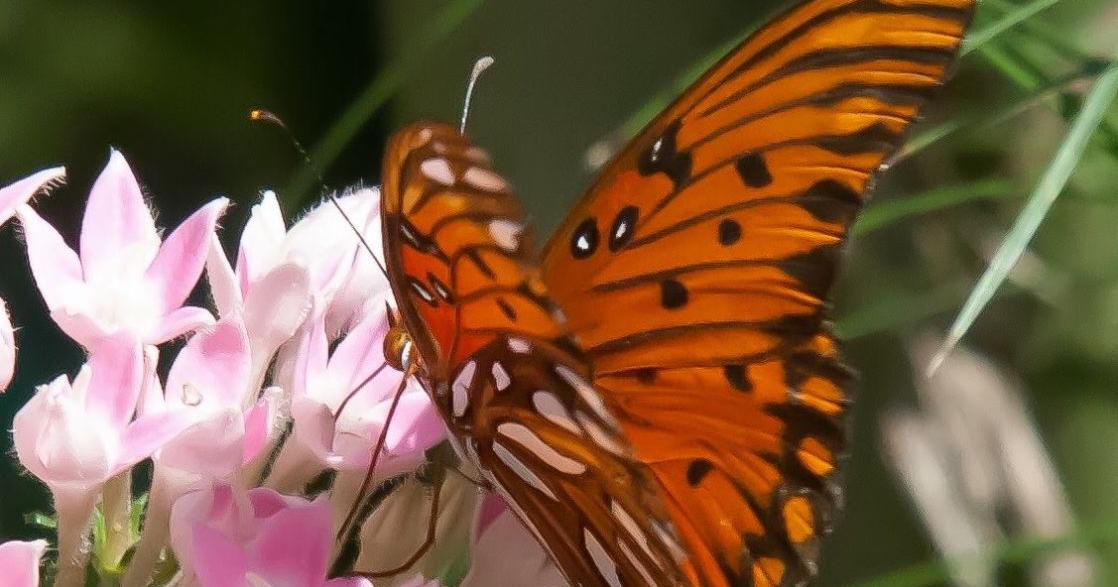 Sunstar pentas 2020 debut timed for pollinators | Daily Break | yoursun.com