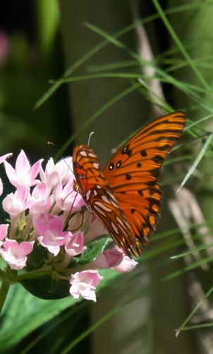 Sunstar pentas 2020 debut timed for pollinators | Daily Break | yoursun.com