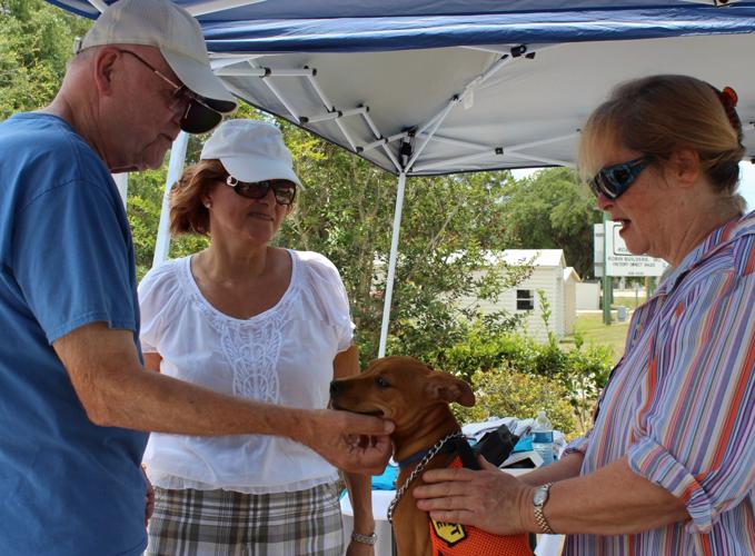 Dog days | News Archives | yoursun.com