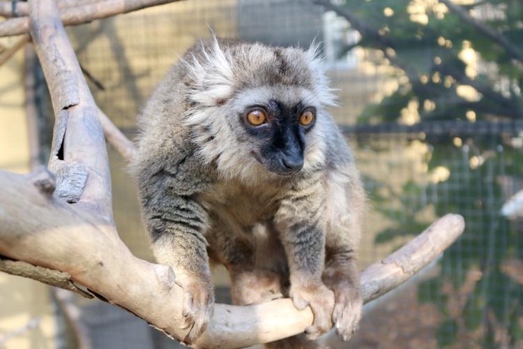 Special day to see lemurs in Myakka City | News Archives | yoursun.com