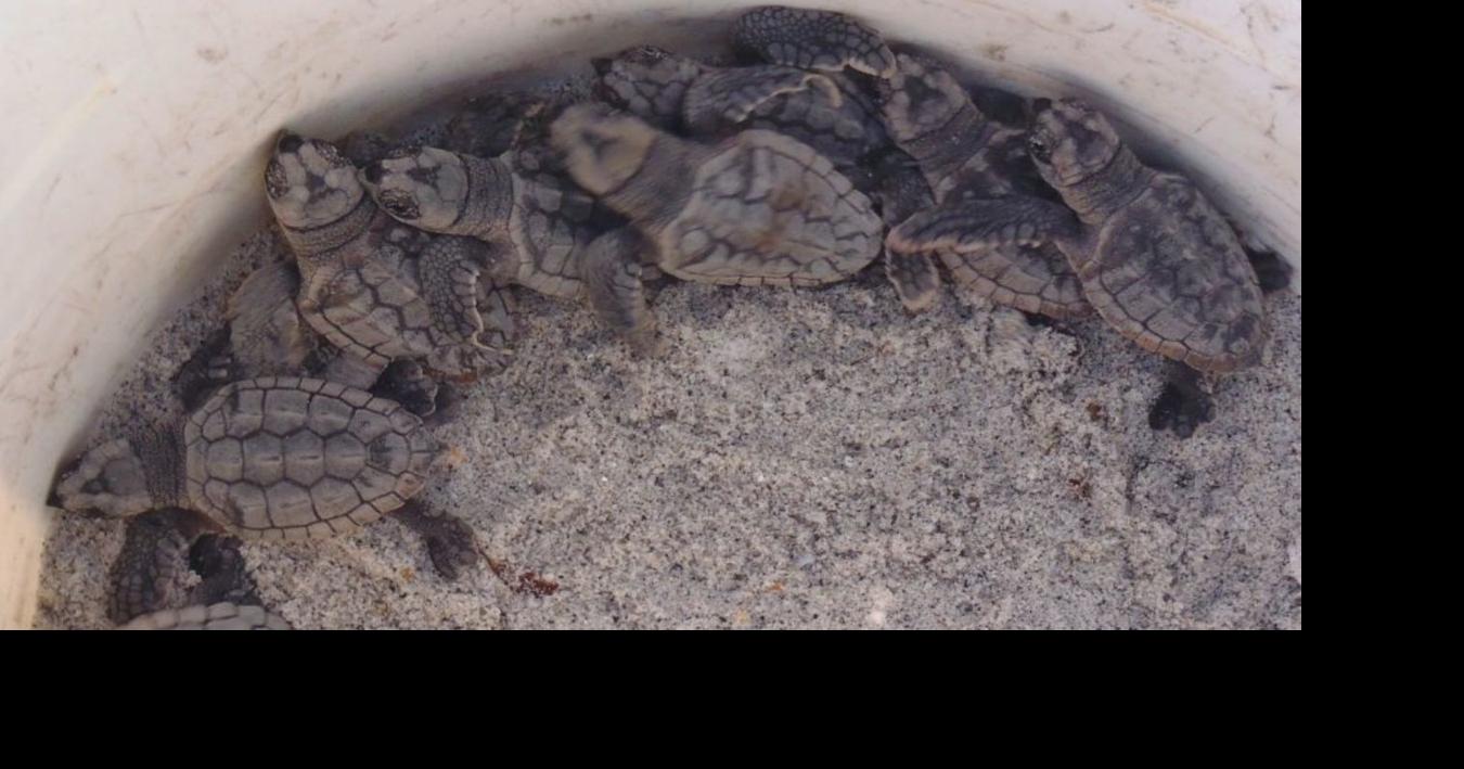 Celebration to honor sea turtle protectors | News Archives | yoursun.com
