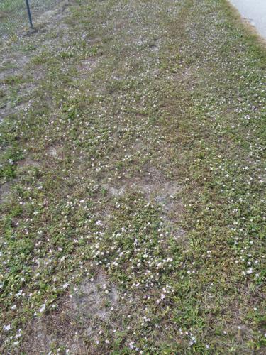 Large flower pusley – it’s back with a vengeance! | Port Charlotte News ...