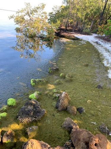 Scientists sound early alarm on stringy algae | Port Charlotte News ...