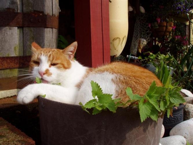 AWL Pets of the Week | News Archives | yoursun.com