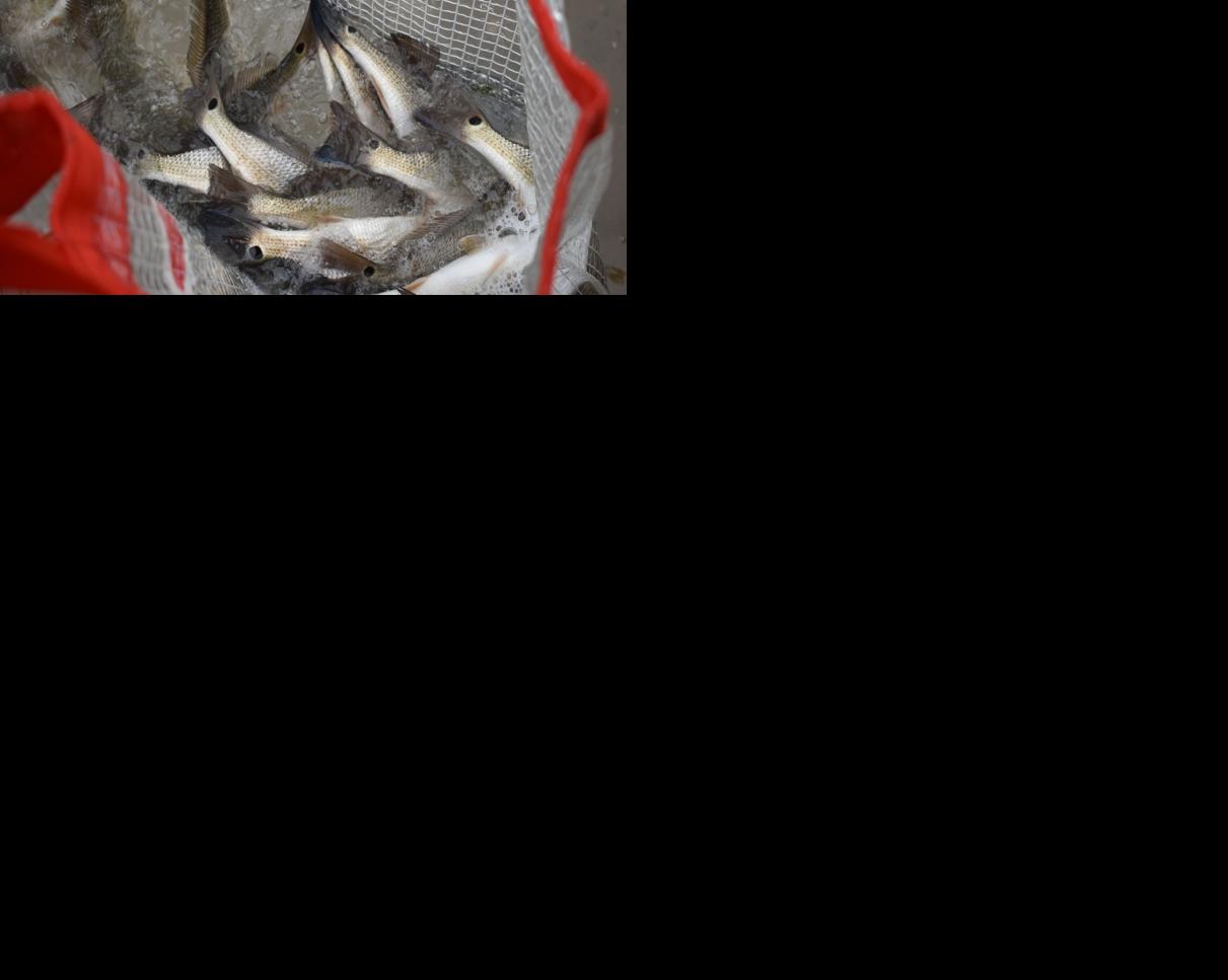 Conservation group restocks Charlotte Harbor with 2,000 redfish | The ...