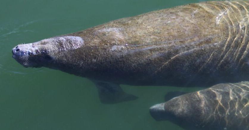 Manatee deaths tick up from last year | The Daily Sun | yoursun.com