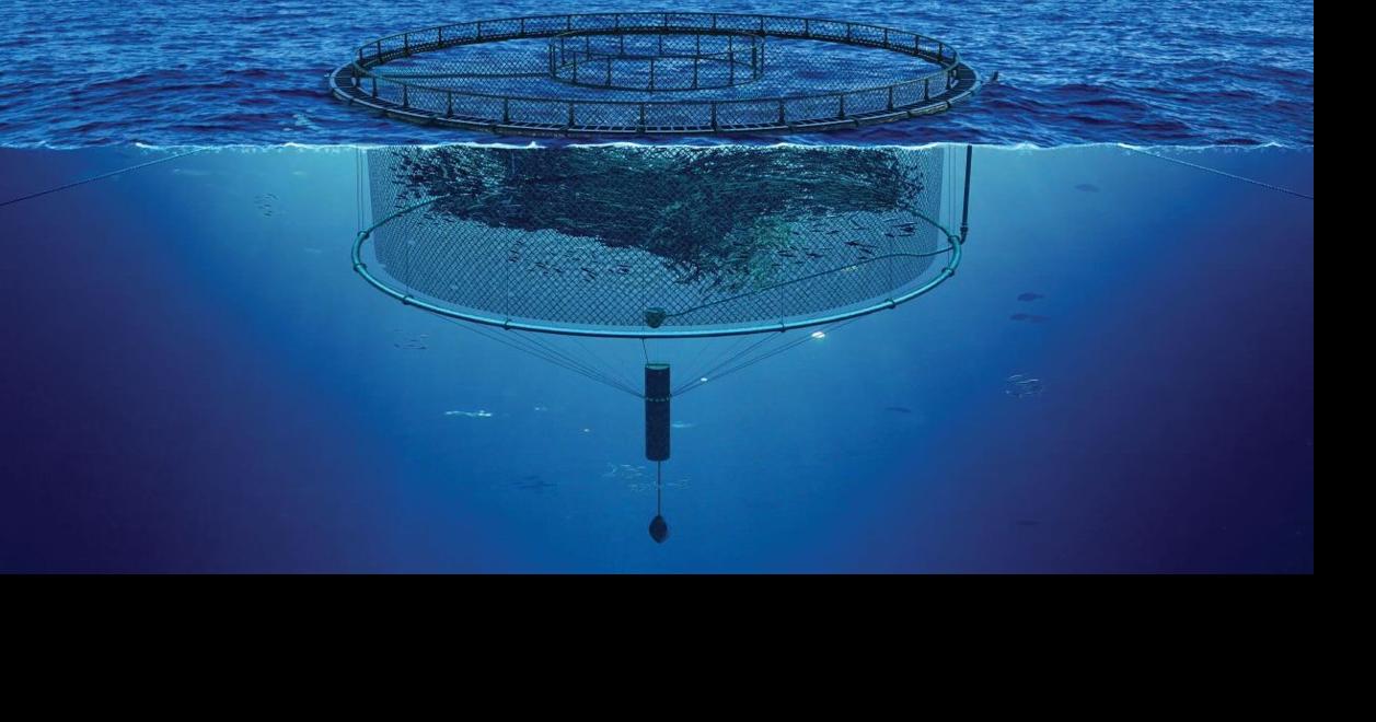 Gulf fish farm gets federal approval ... again | News | yoursun.com