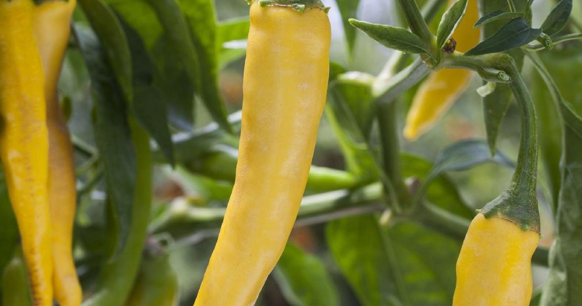 The truth about hot peppers | News Archives | yoursun.com