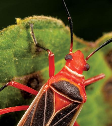 Backyard bug safari | Waterline | yoursun.com