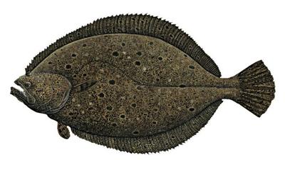 fish profile • summer flounder (fluke) | Waterline | yoursun.com