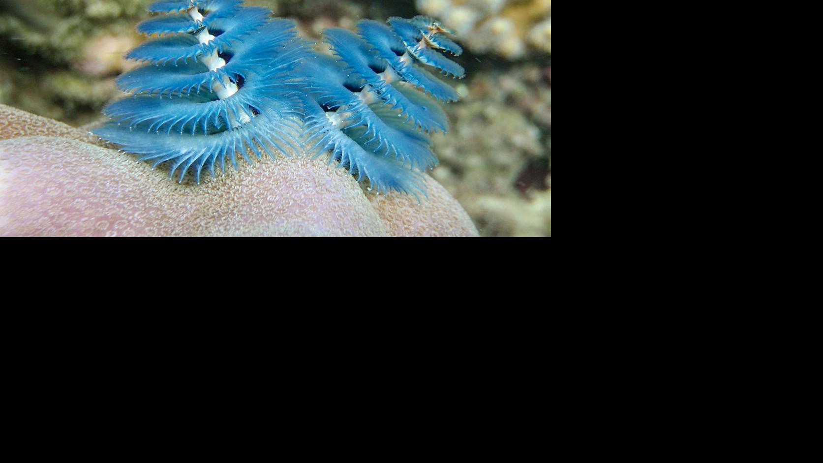 Squirmy wormy worms: Sure, they're slimy and gross — but also really ...