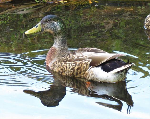 When non-native species mess with Florida’s ecosystem | Waterline | yoursun.com
