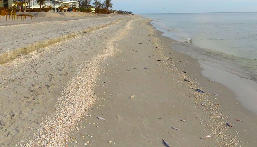 Red tide returns? Large bloom reported, along with fish kills | News ...