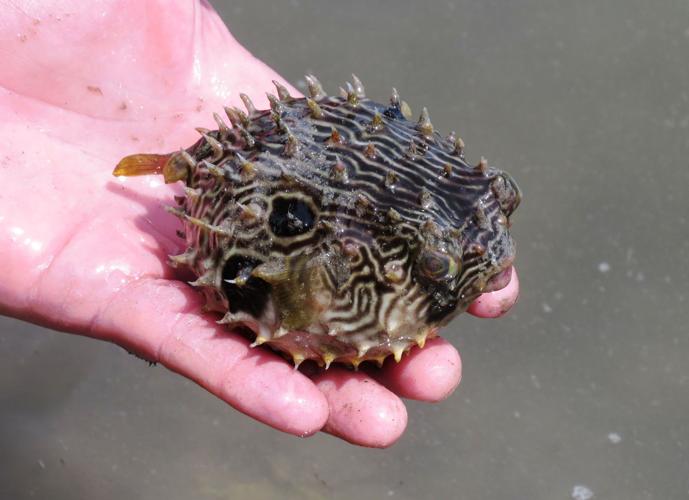 Spiny Puffer 1: Snook 0 in watery encounter | News Archives | yoursun.com