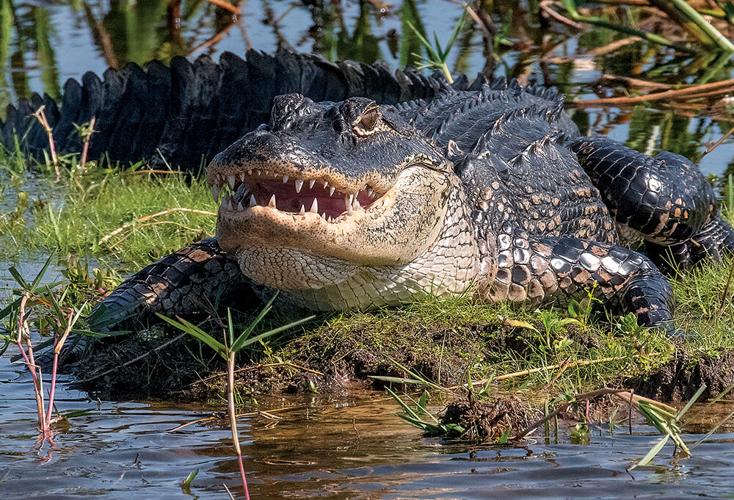 Hangin’ out with gators | Waterline | yoursun.com