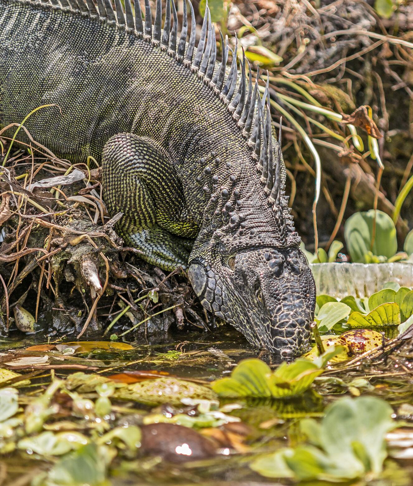 State takes 89 invasive iguanas from popular breeder | Port Charlotte ...