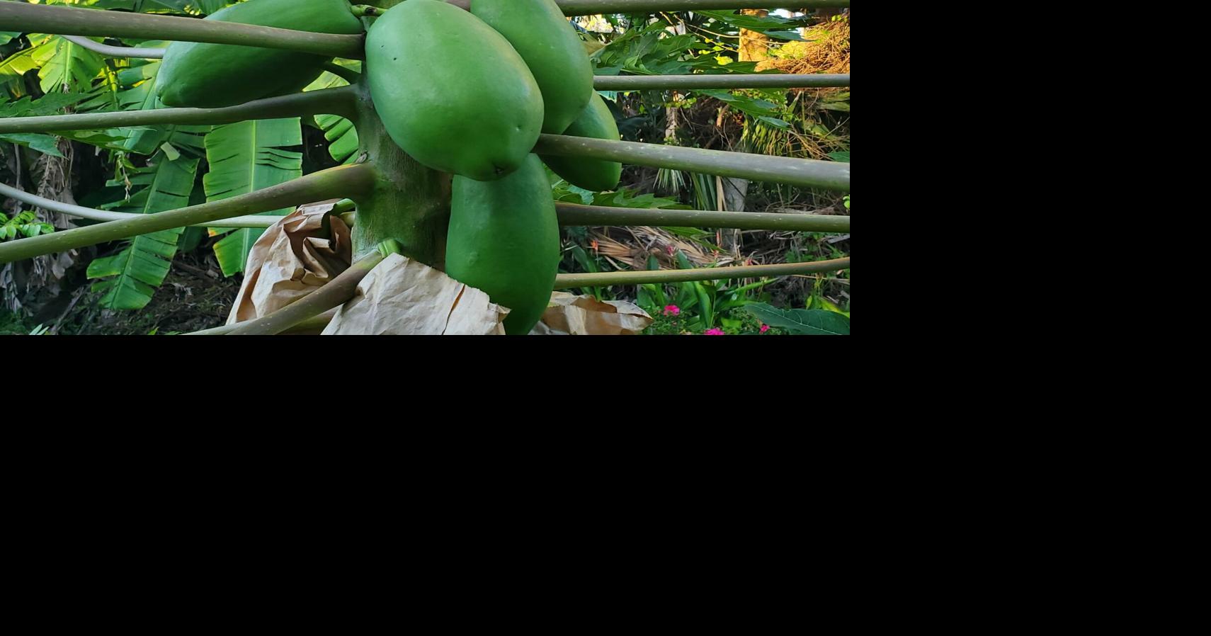 COLUMN: Fruit tales - my papaya | Daily Break | yoursun.com