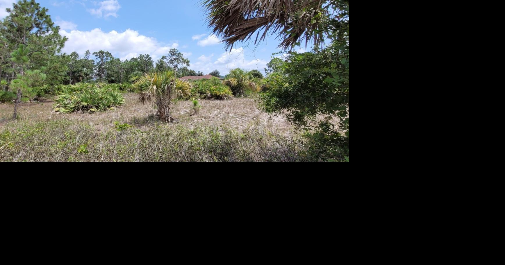 Conservancy buys land for scrub jay protection | News | yoursun.com