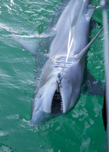 WATERLINE: Fighting shark depredation with a push of a pulse ...