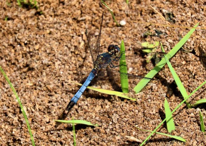 Red Bug Slough: Urban cornucopia of dragonflies, nature | Arts ...