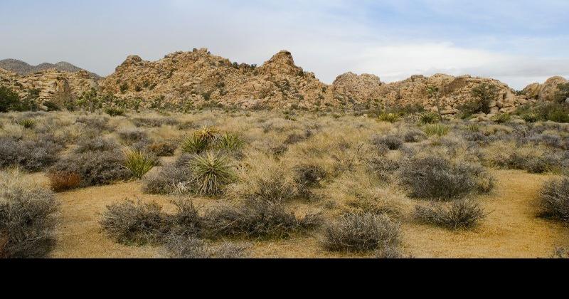 Yuma's Native Plants | Calendar | yumasun.com